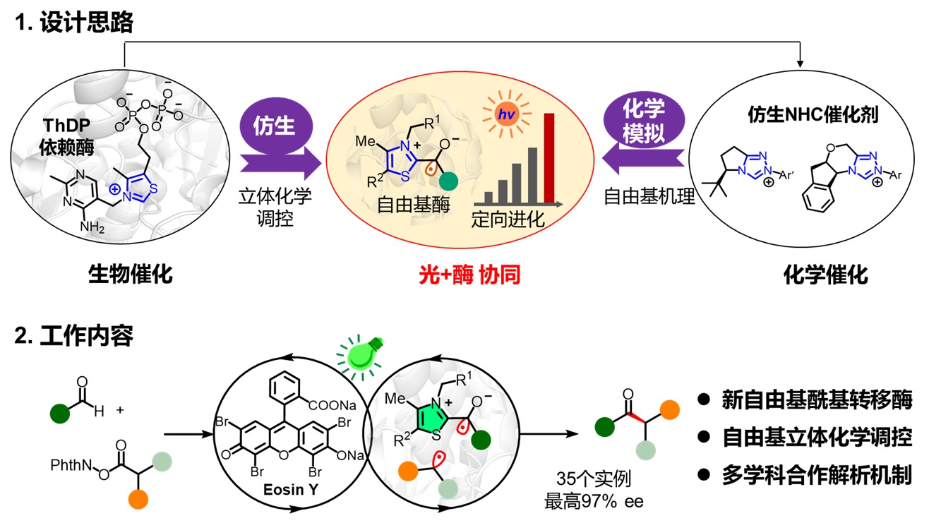SHMFF用户团队合作Nature：报道光酶催化实现不对称自由基酰基化----强磁场科学中心