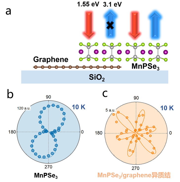 SHMFF用户发现在MnPSe3/graphene异质结中消失的MnPSe3非互易二次谐波----强磁场科学中心